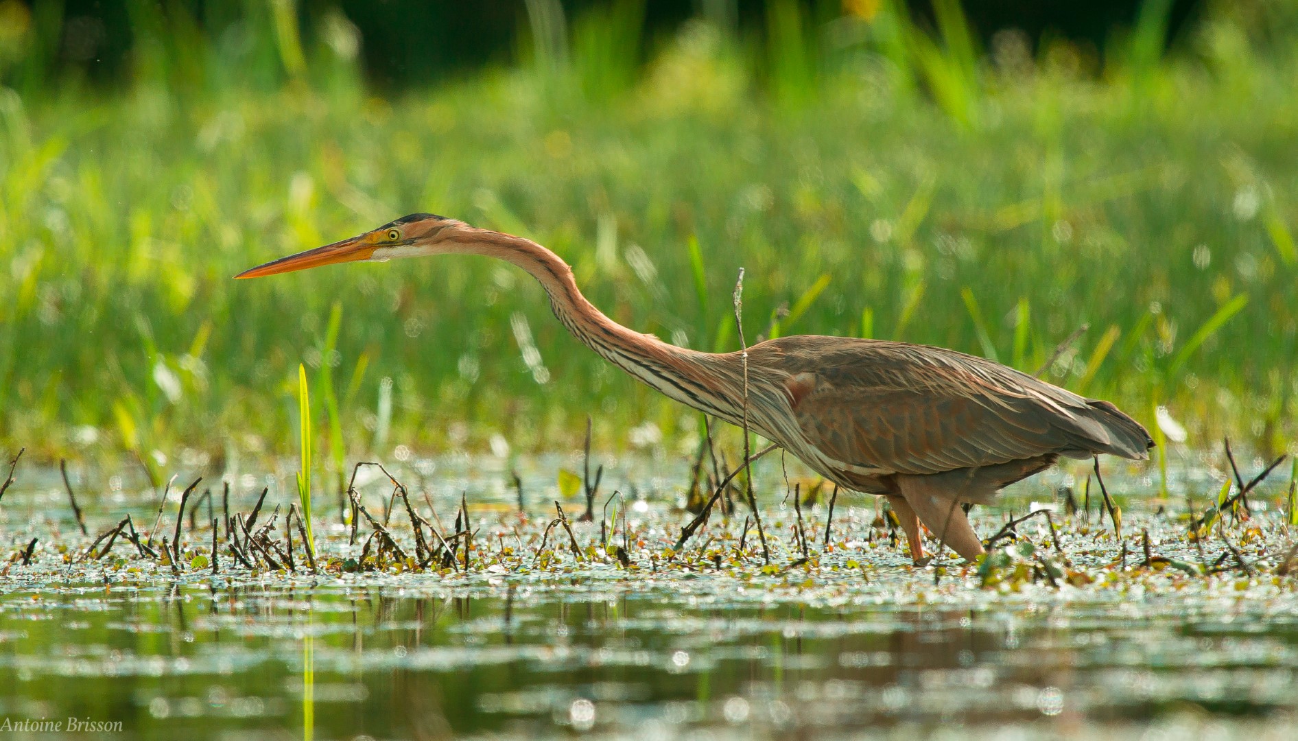 Animaux en détresse - Faunalis